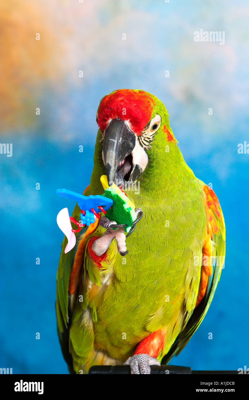 Red fronted macaw bolivia hi-res stock photography and images - Alamy