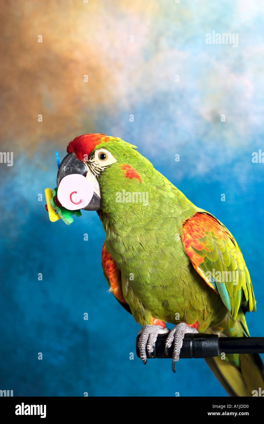 Red fronted macaw bolivia hi-res stock photography and images - Alamy