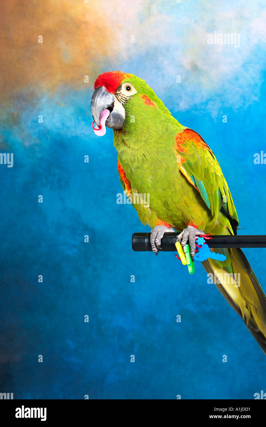 Red fronted macaw bolivia hi-res stock photography and images - Alamy