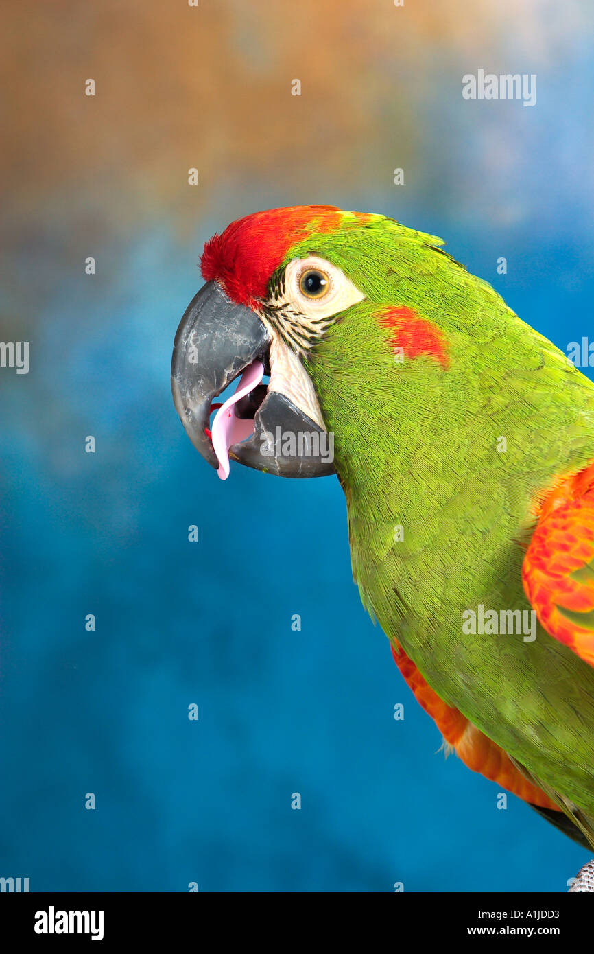 Red fronted macaw bolivia hi-res stock photography and images - Alamy