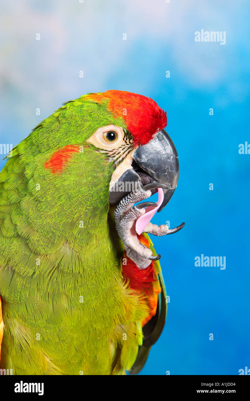 Red fronted Macaw Red Fronted Macaw Stock Photo - Alamy