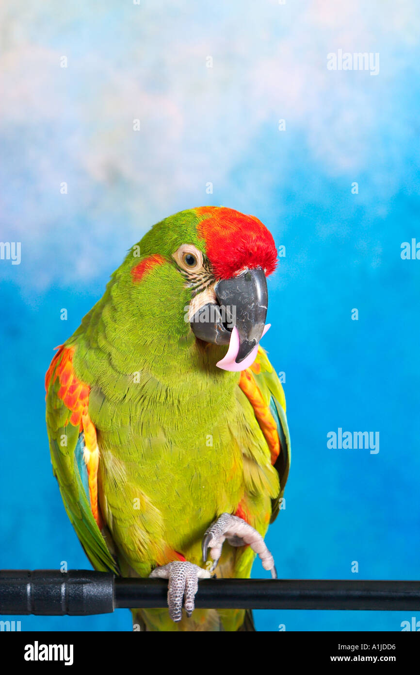 Red fronted Macaw Red Fronted Macaw Stock Photo - Alamy