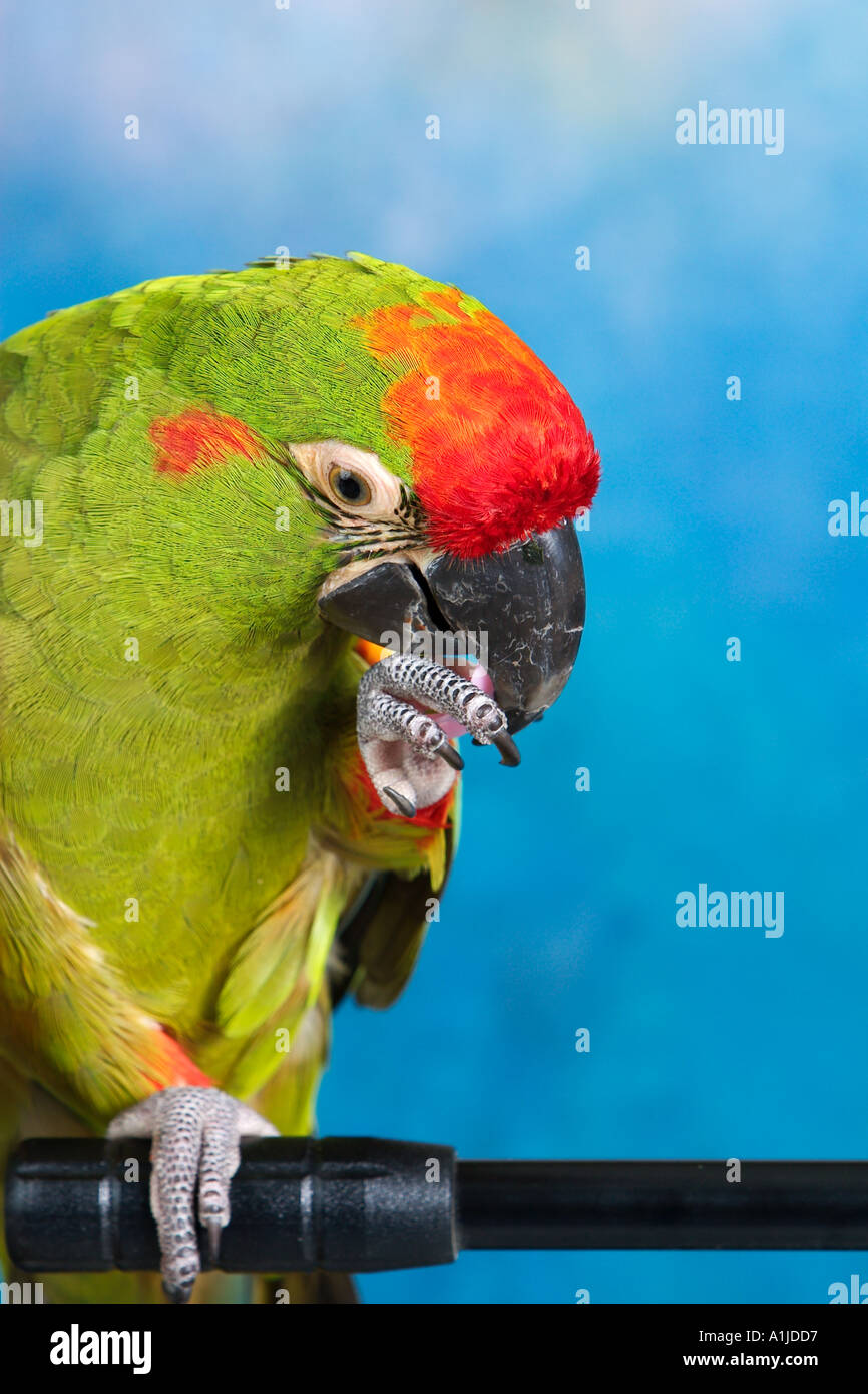 Red fronted Macaw Red Fronted Macaw Stock Photo - Alamy