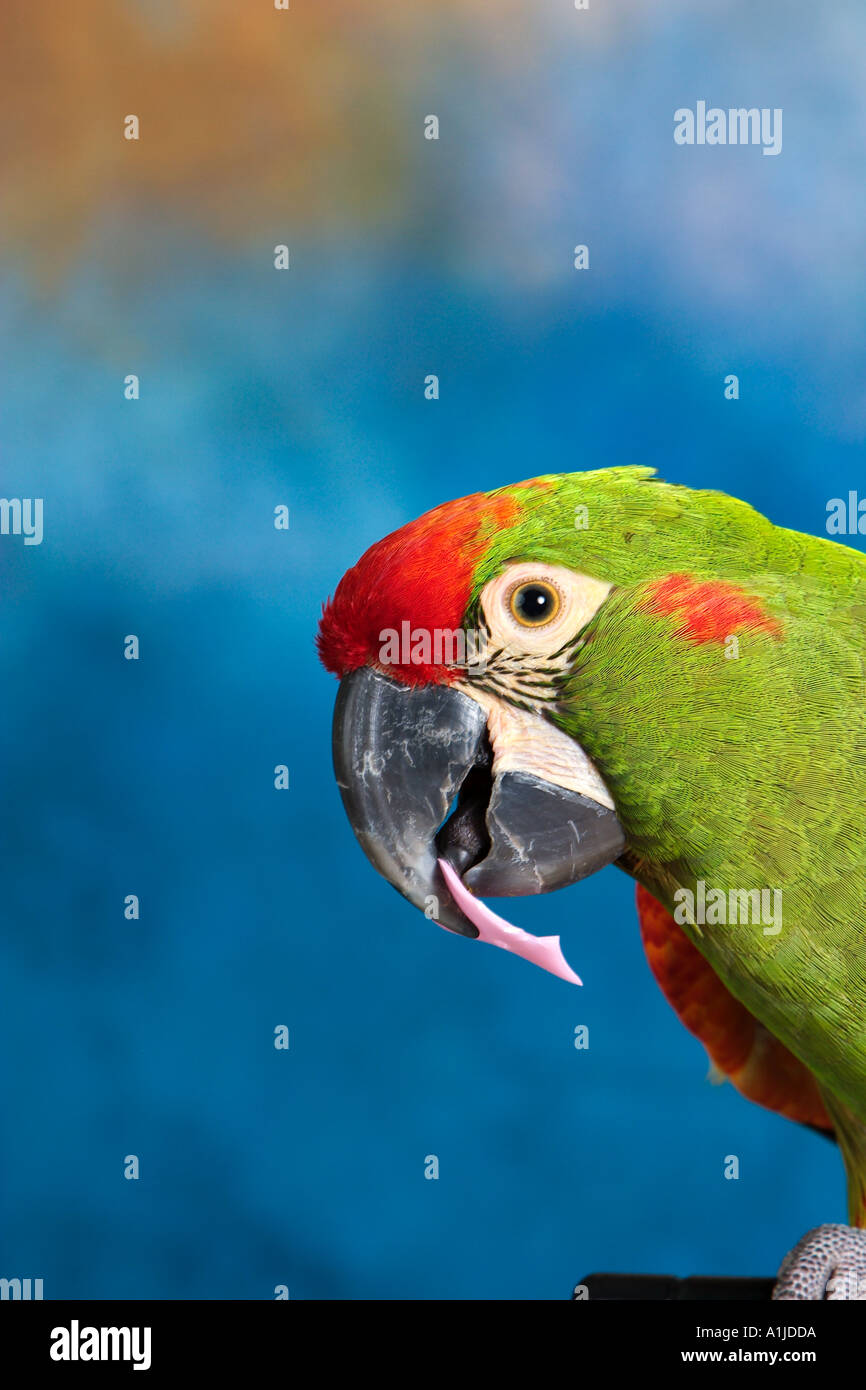 Red fronted macaw bolivia hi-res stock photography and images - Alamy