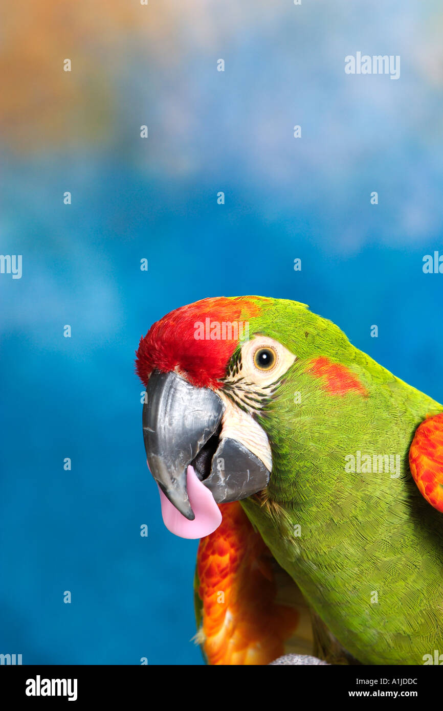 Red fronted macaw bolivia hi-res stock photography and images - Alamy