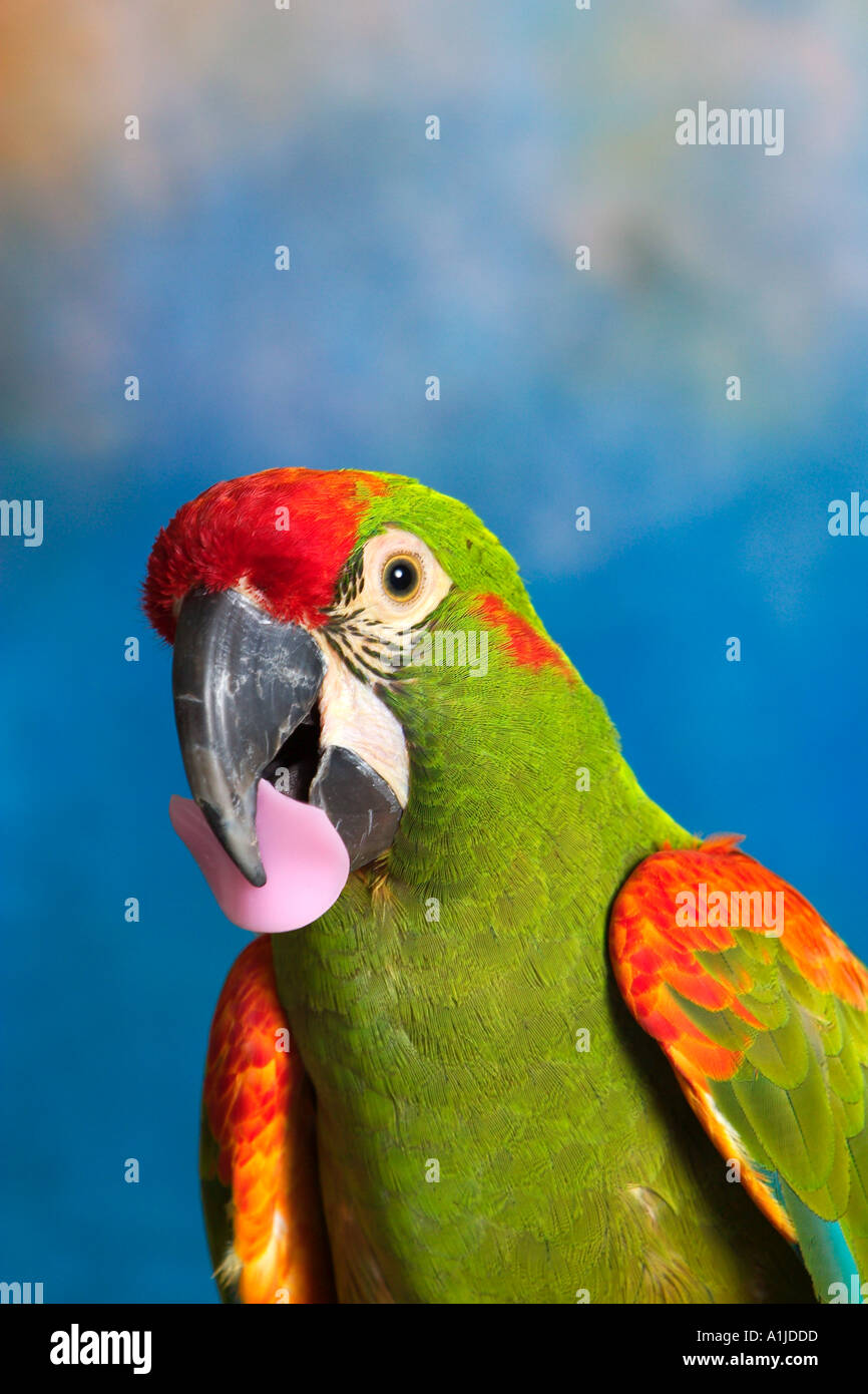 Red fronted Macaw Red Fronted Macaw Stock Photo - Alamy