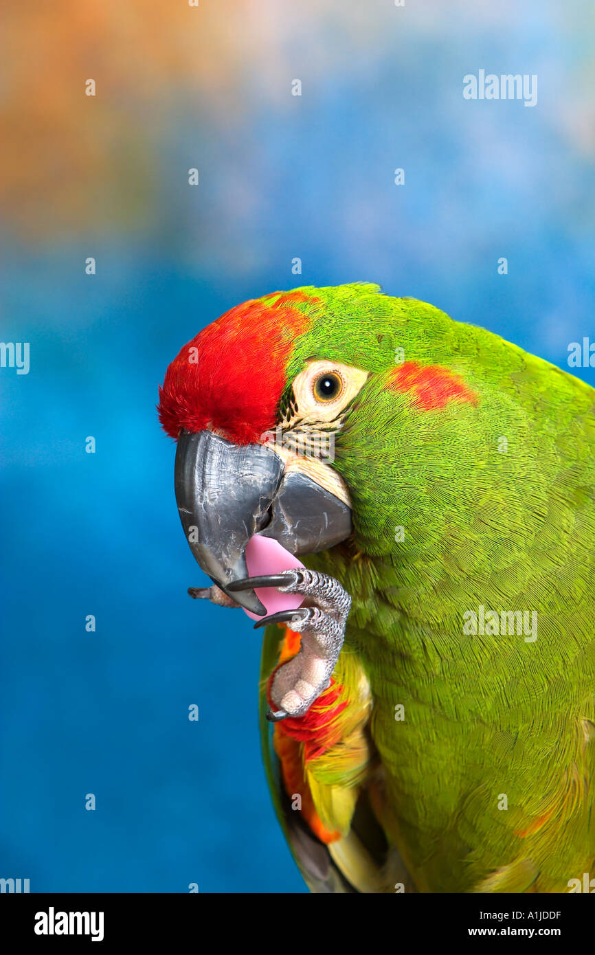 Red fronted Macaw Red Fronted Macaw Stock Photo - Alamy