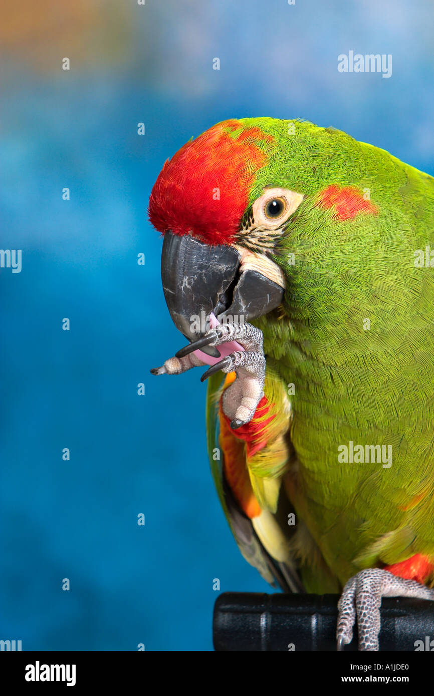 Red fronted macaw bolivia hi-res stock photography and images - Alamy