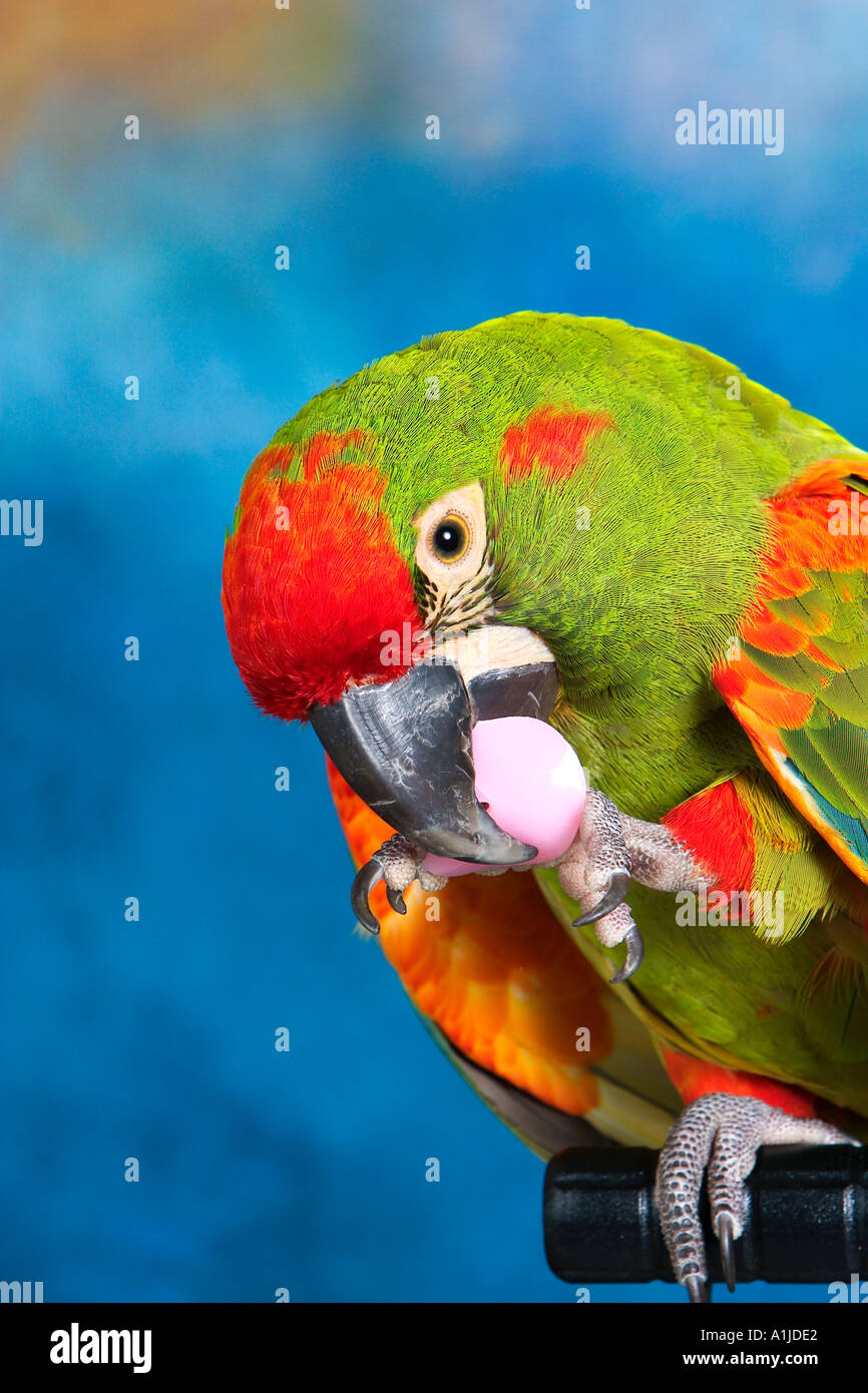 Red fronted Macaw Red Fronted Macaw Stock Photo - Alamy