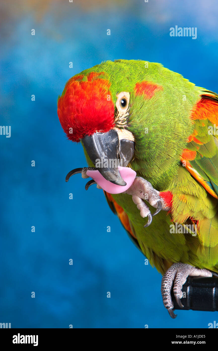 Red fronted macaw bolivia hi-res stock photography and images - Alamy