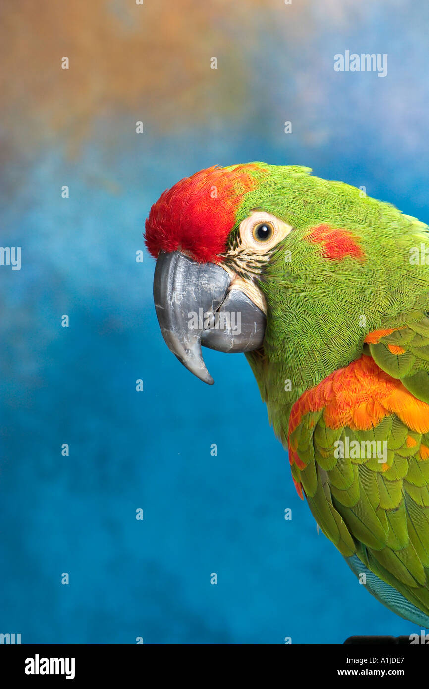 Red fronted Macaw Red Fronted Macaw Stock Photo - Alamy
