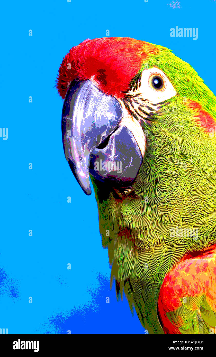 Red fronted Macaw Red Fronted Macaw Stock Photo - Alamy