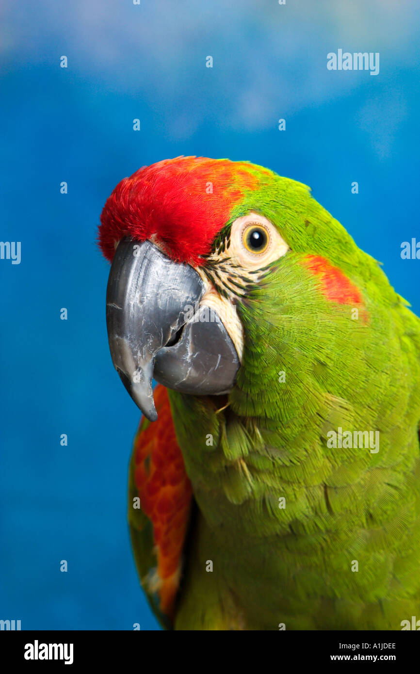 Red fronted Macaw Red Fronted Macaw Stock Photo - Alamy