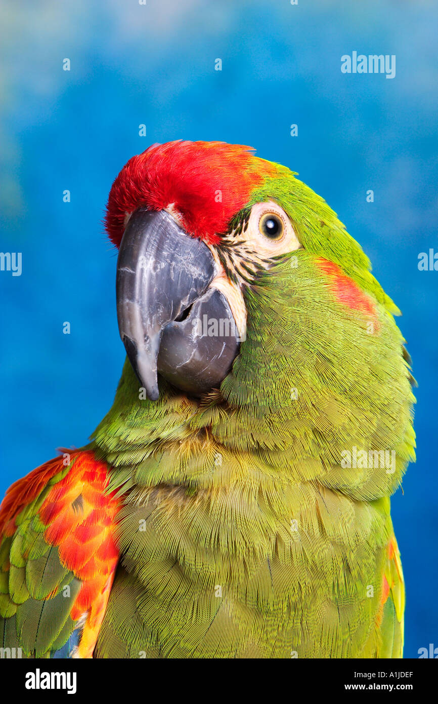 Red fronted Macaw Red Fronted Macaw Stock Photo - Alamy