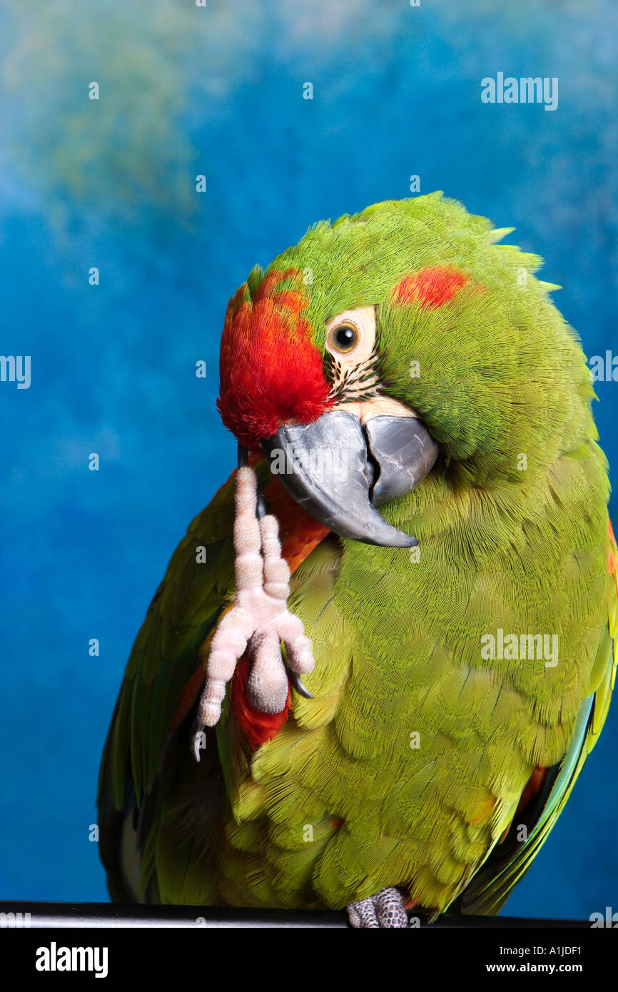 Red fronted Macaw Red Fronted Macaw Stock Photo - Alamy