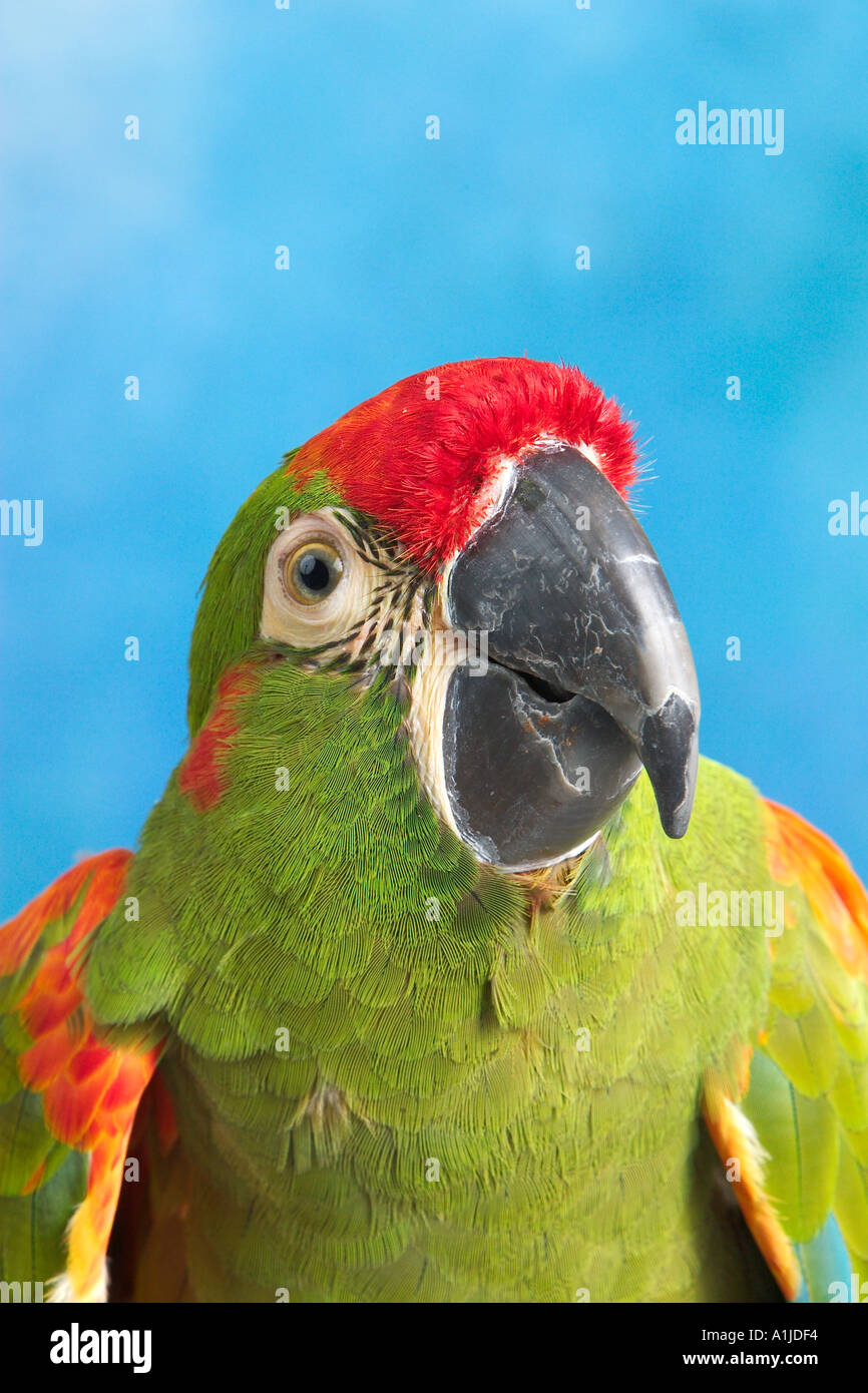 Red fronted macaw bolivia hi-res stock photography and images - Alamy
