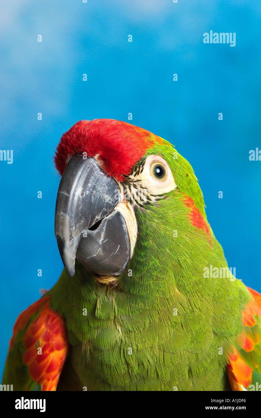 Red fronted Macaw Red Fronted Macaw Stock Photo - Alamy