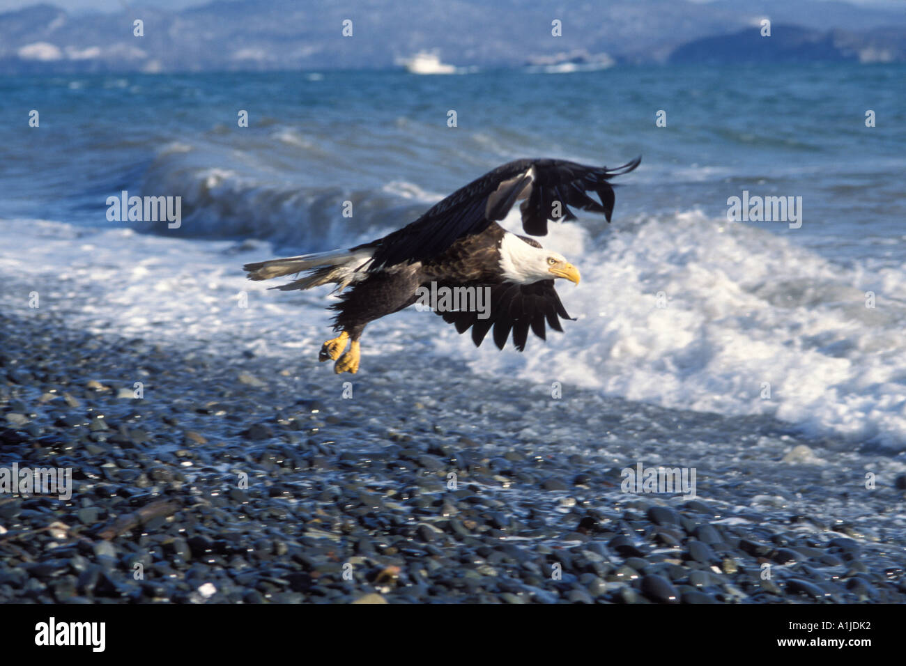 Adult bald eagle taking flight hi-res stock photography and images - Alamy