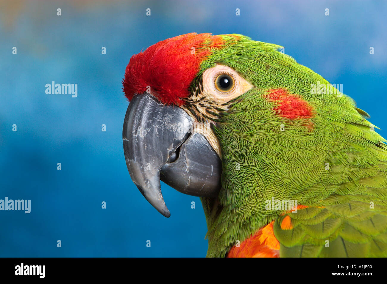 Red fronted Macaw Red Fronted Macaw Stock Photo - Alamy