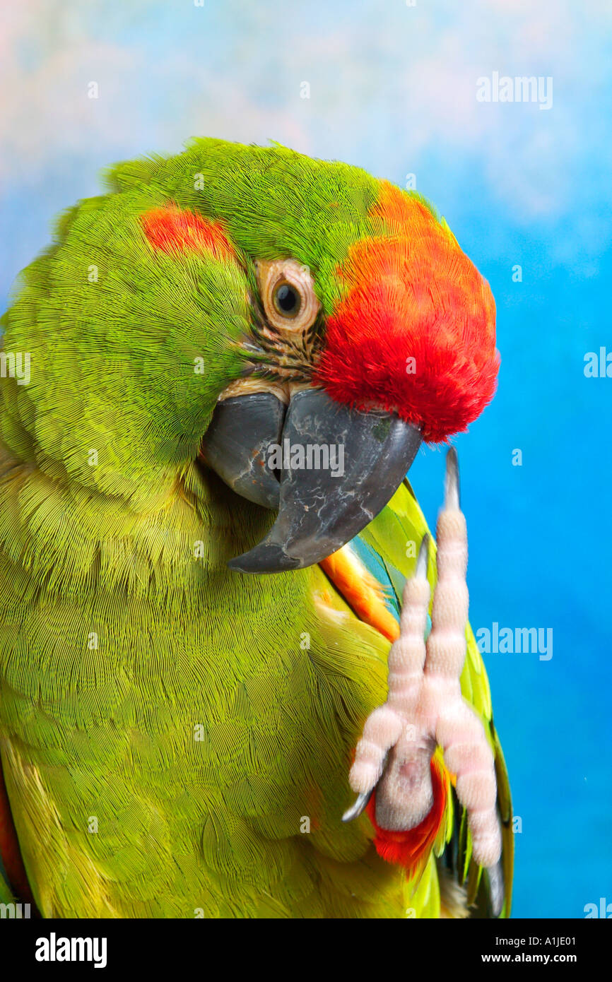 Red fronted Macaw Red Fronted Macaw Stock Photo - Alamy