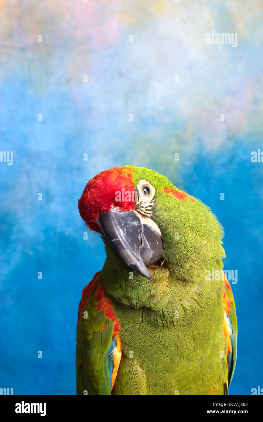 Red fronted Macaw Red Fronted Macaw Stock Photo - Alamy