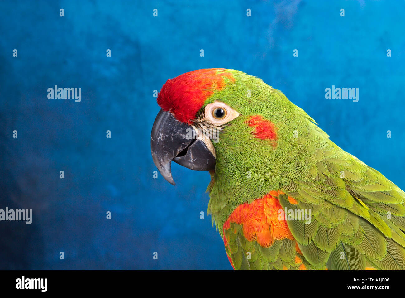 Red fronted macaw bolivia hi-res stock photography and images - Alamy