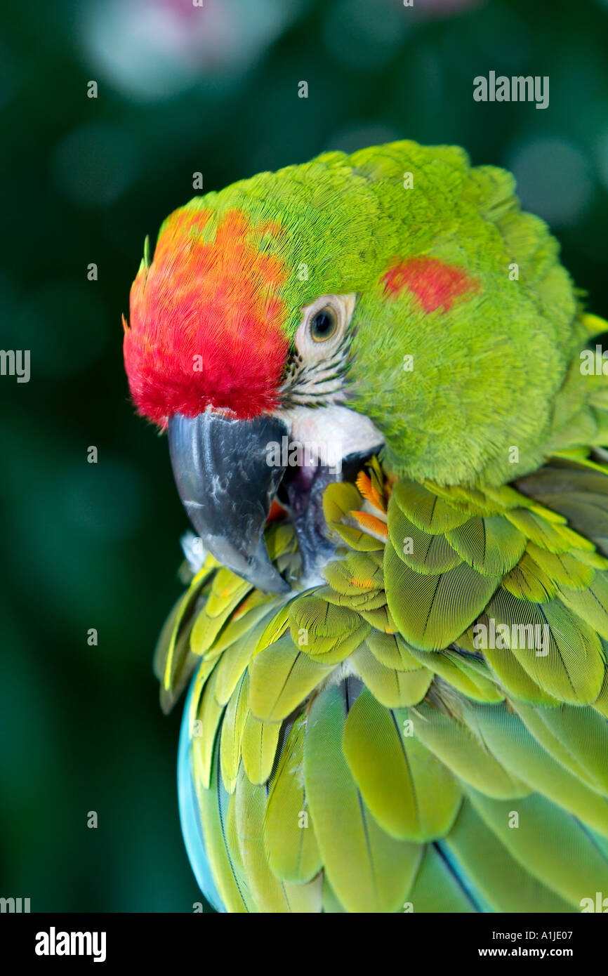 Red fronted Macaw Red Fronted Macaw Stock Photo - Alamy