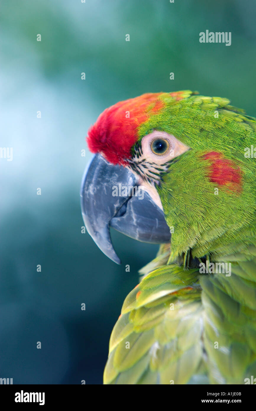 Red fronted Macaw Red Fronted Macaw Stock Photo - Alamy