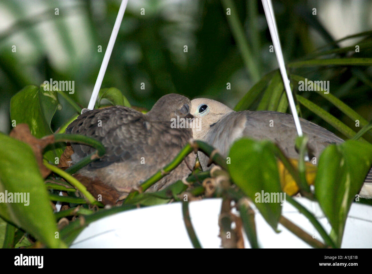 Baby Mourning Dove Care