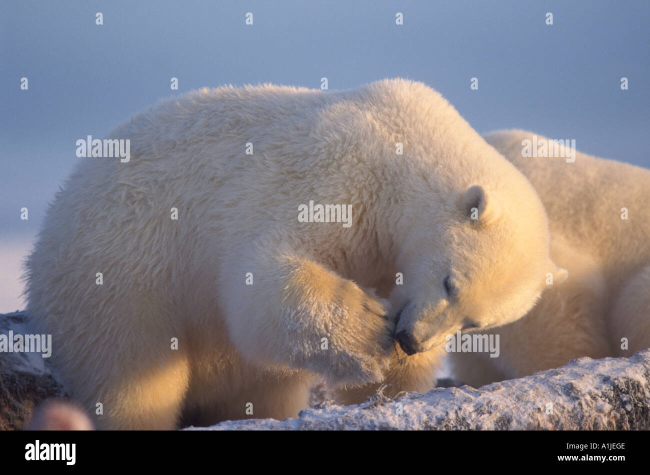 polar bear Ursus maritimus feeding on bowhead whale bones Balaena ...