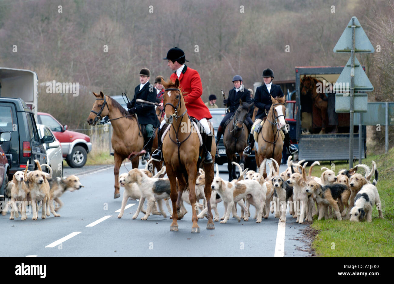 Welsh fox hound hi-res stock photography and images - Alamy