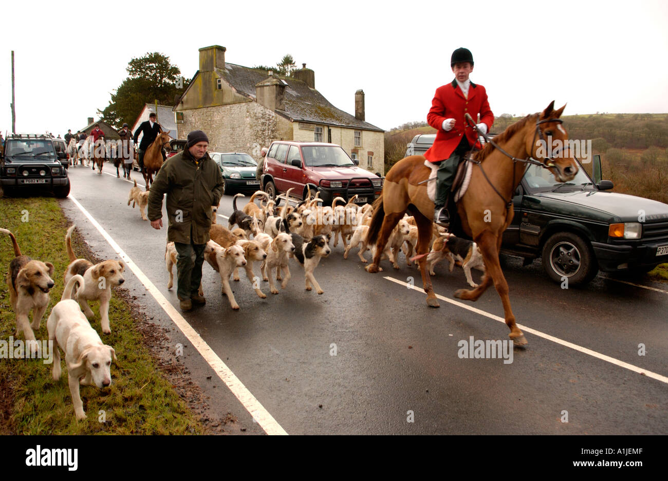 Welsh foxhound hi-res stock photography and images - Alamy