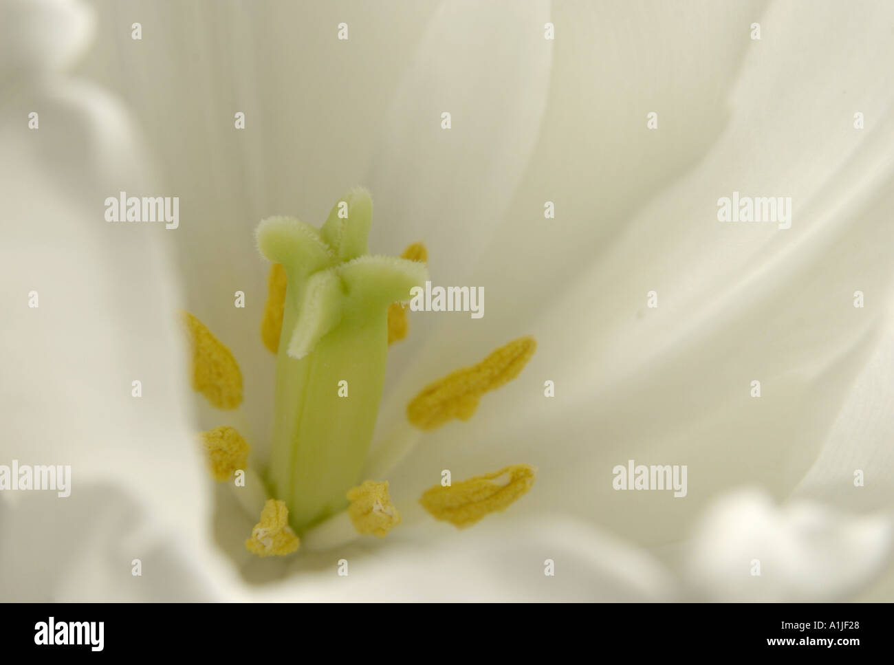 Inside the flower head of a white tulip Abstract Stock Photo - Alamy