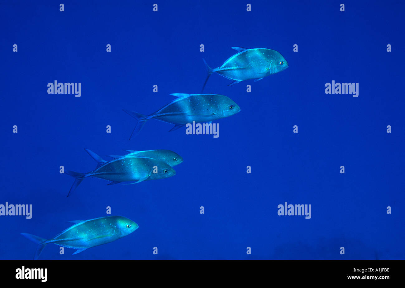 Four bluefin trevally hi-res stock photography and images - Alamy