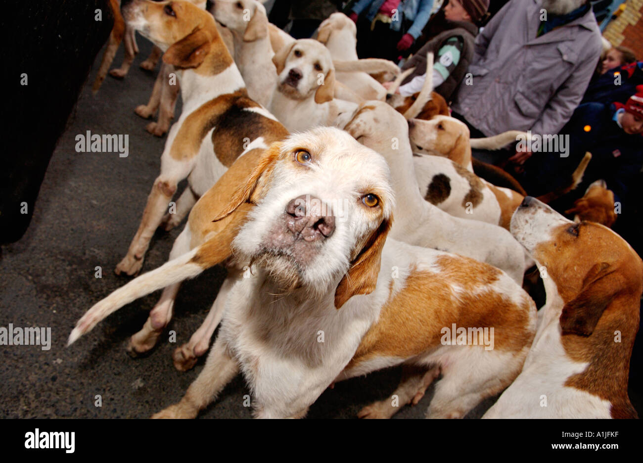 Hounds blood custom and tradition hi-res stock photography and images ...