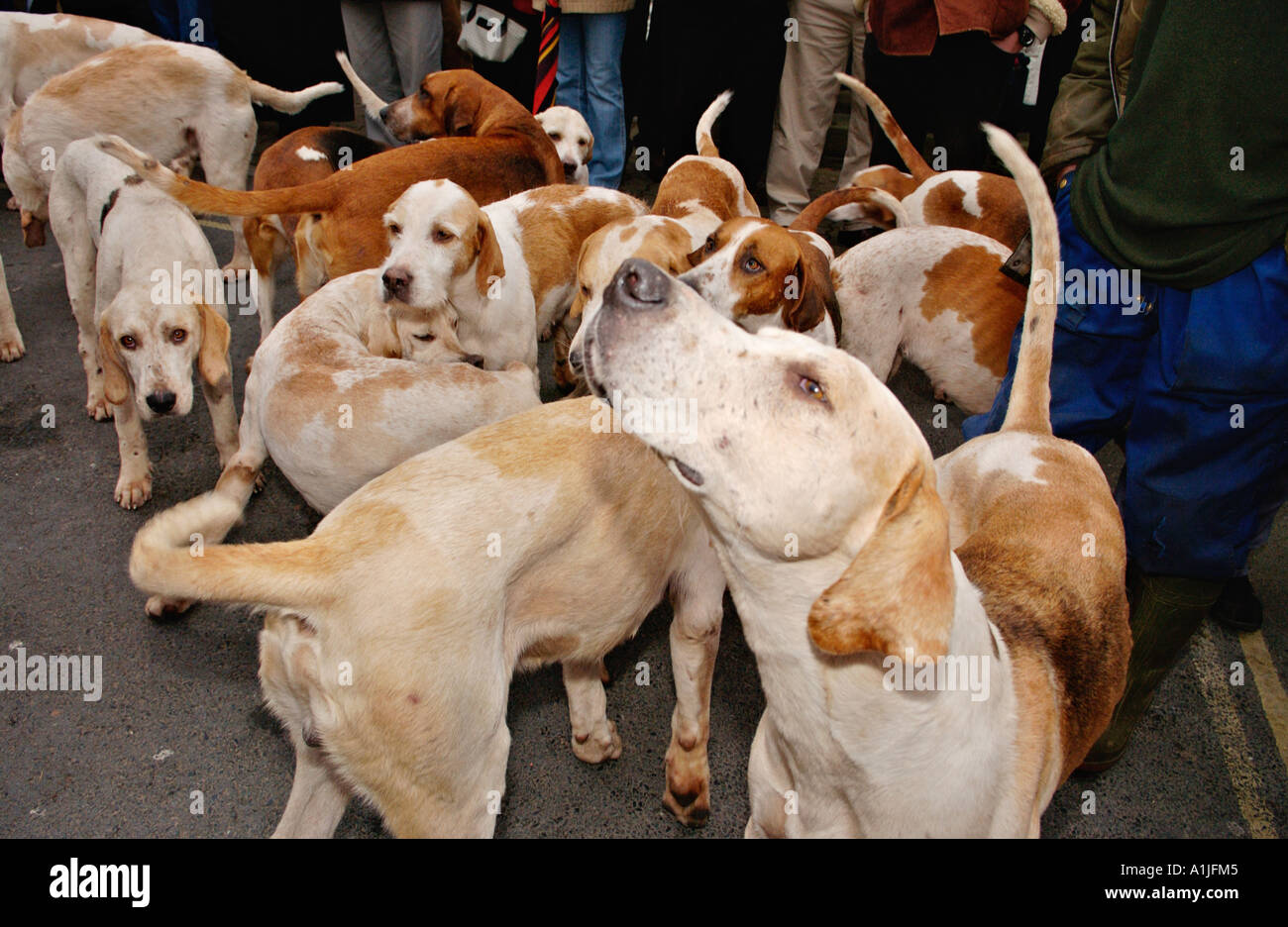 Golden Valley Hunt assemble at the Town Clock Square in Hay on Wye ...