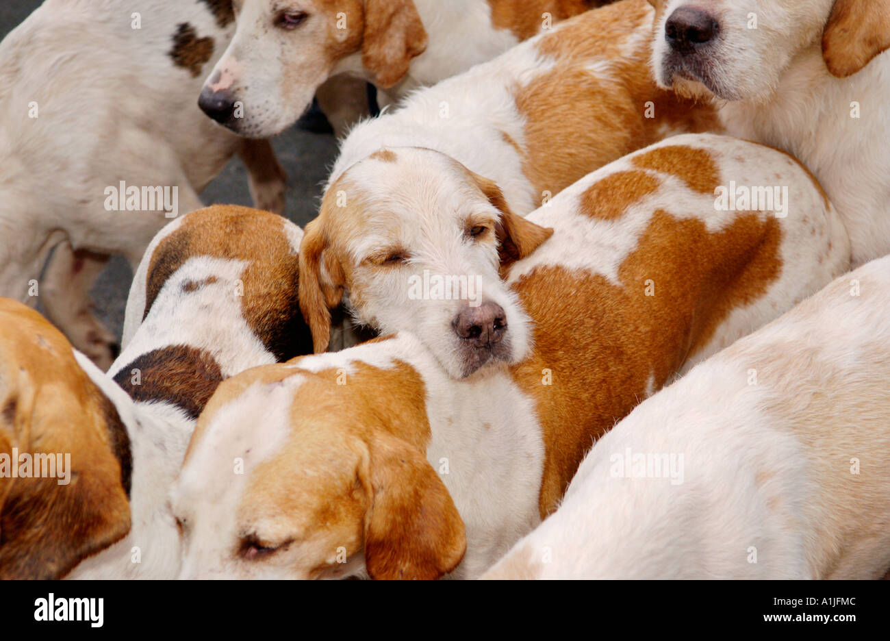 Uk town fox hi-res stock photography and images - Alamy