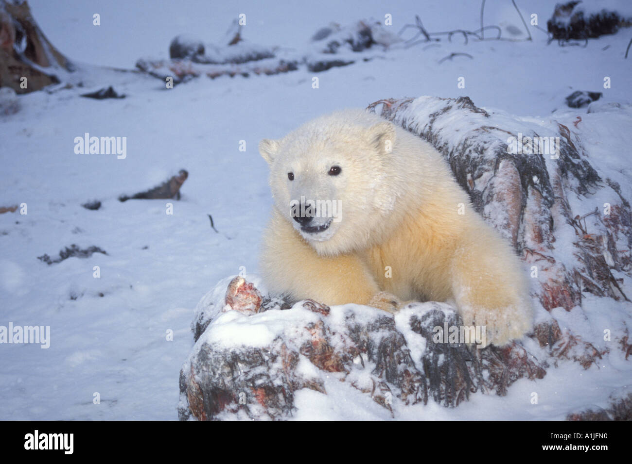 polar bear Ursus maritimus cub scavenging on bowhead whale bones ...