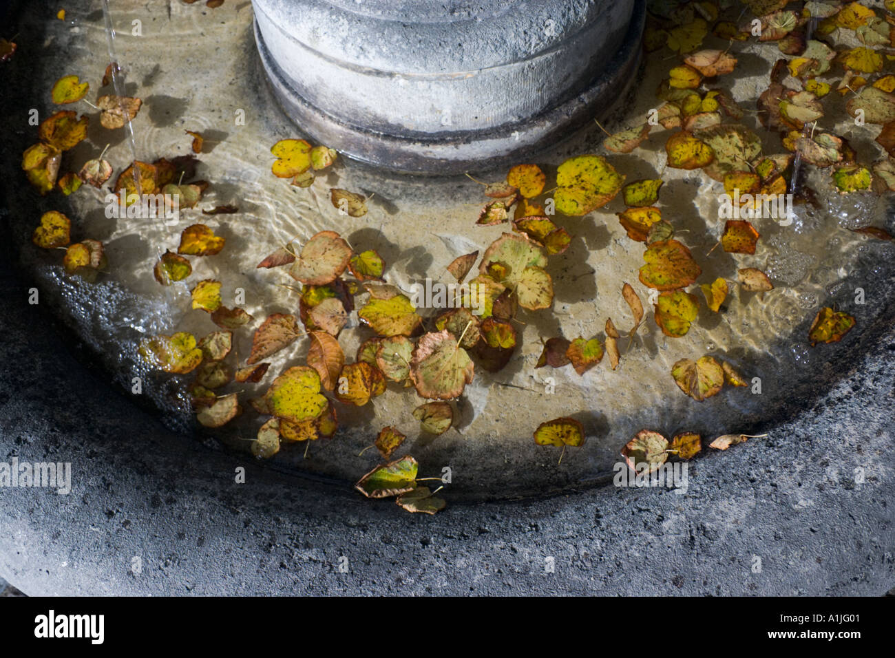 Autumn leaves in a water fountain Stock Photo - Alamy