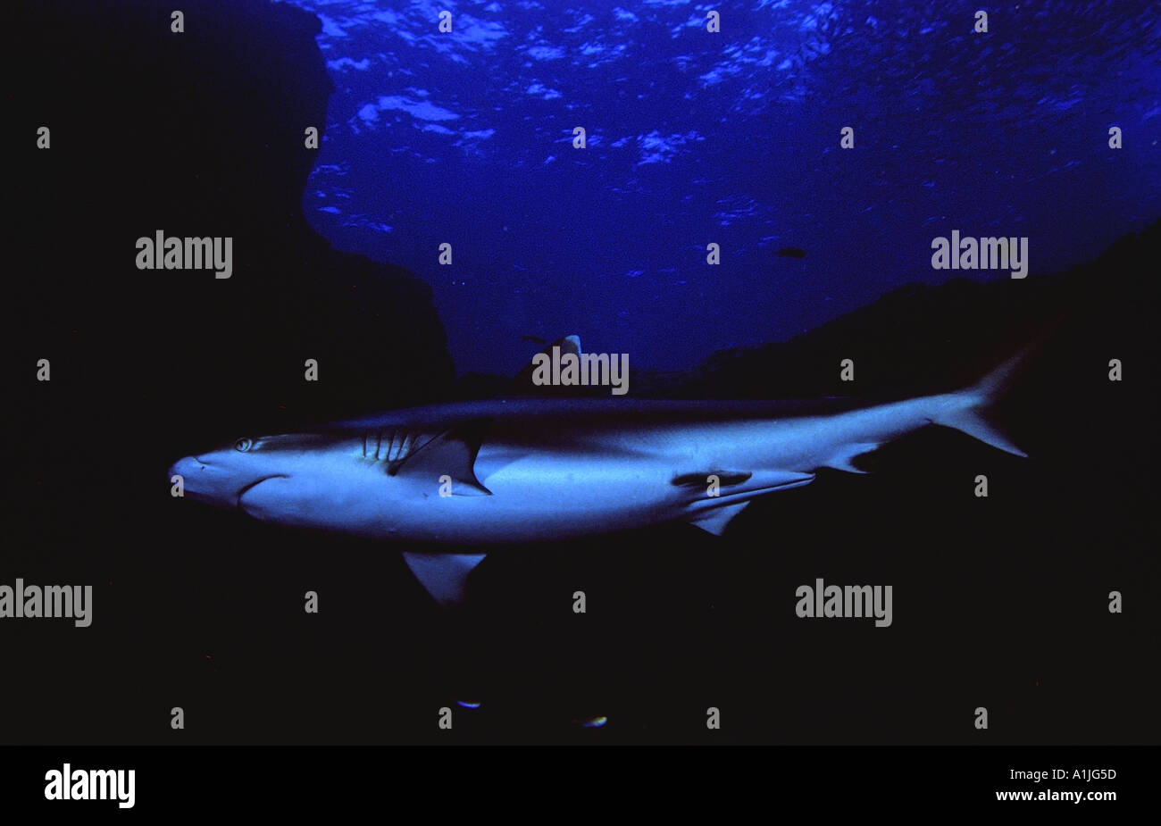 Black tail shark hi-res stock photography and images - Alamy