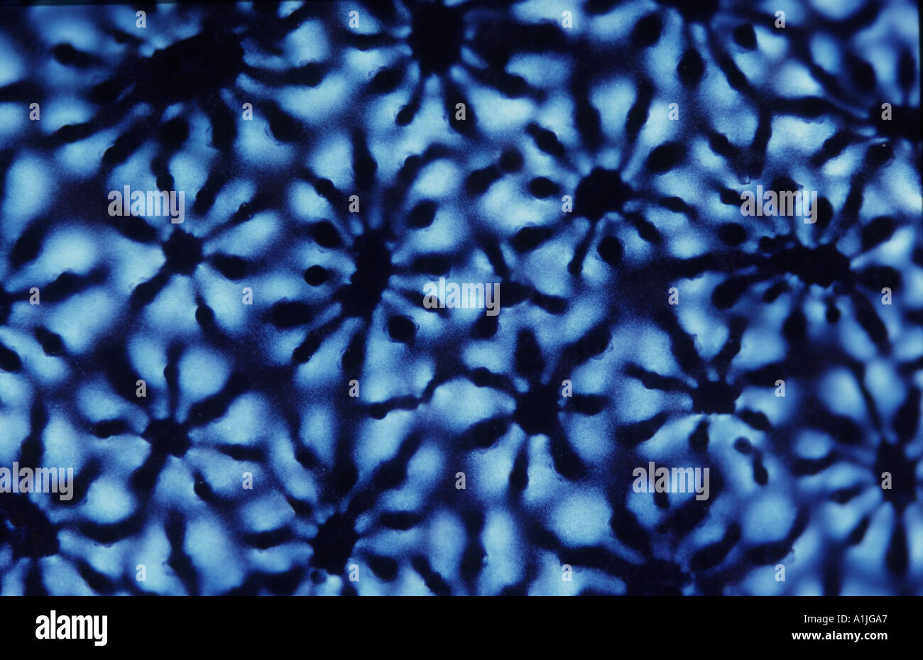 Colonial ascidian hi-res stock photography and images - Alamy