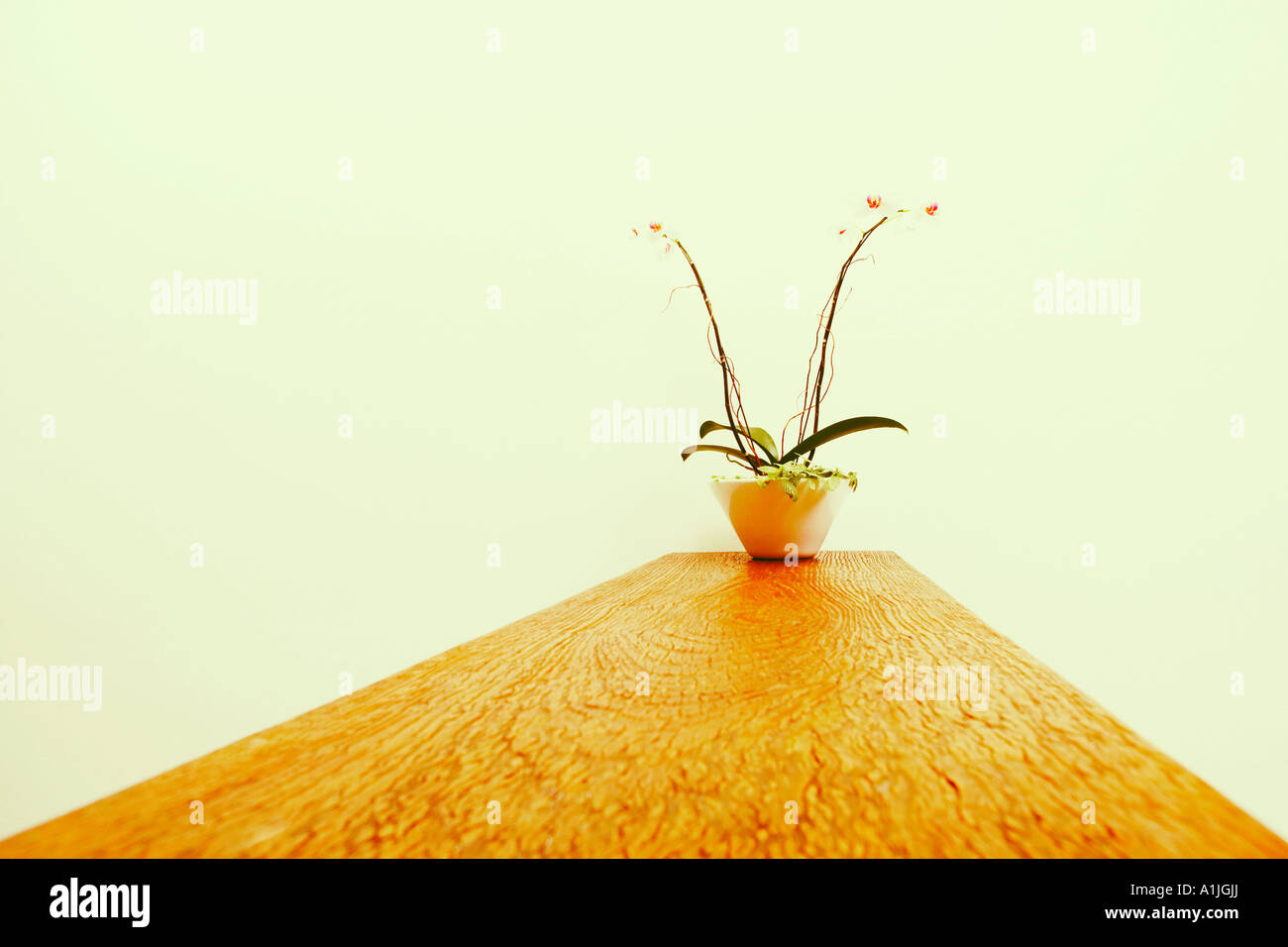 Base of plant hi-res stock photography and images - Alamy