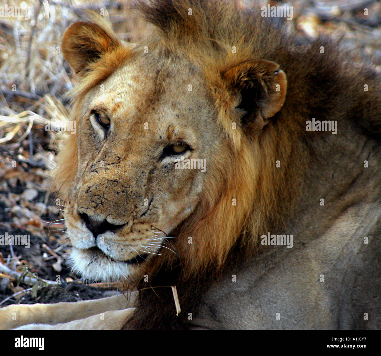 Lion calendar hi-res stock photography and images - Alamy