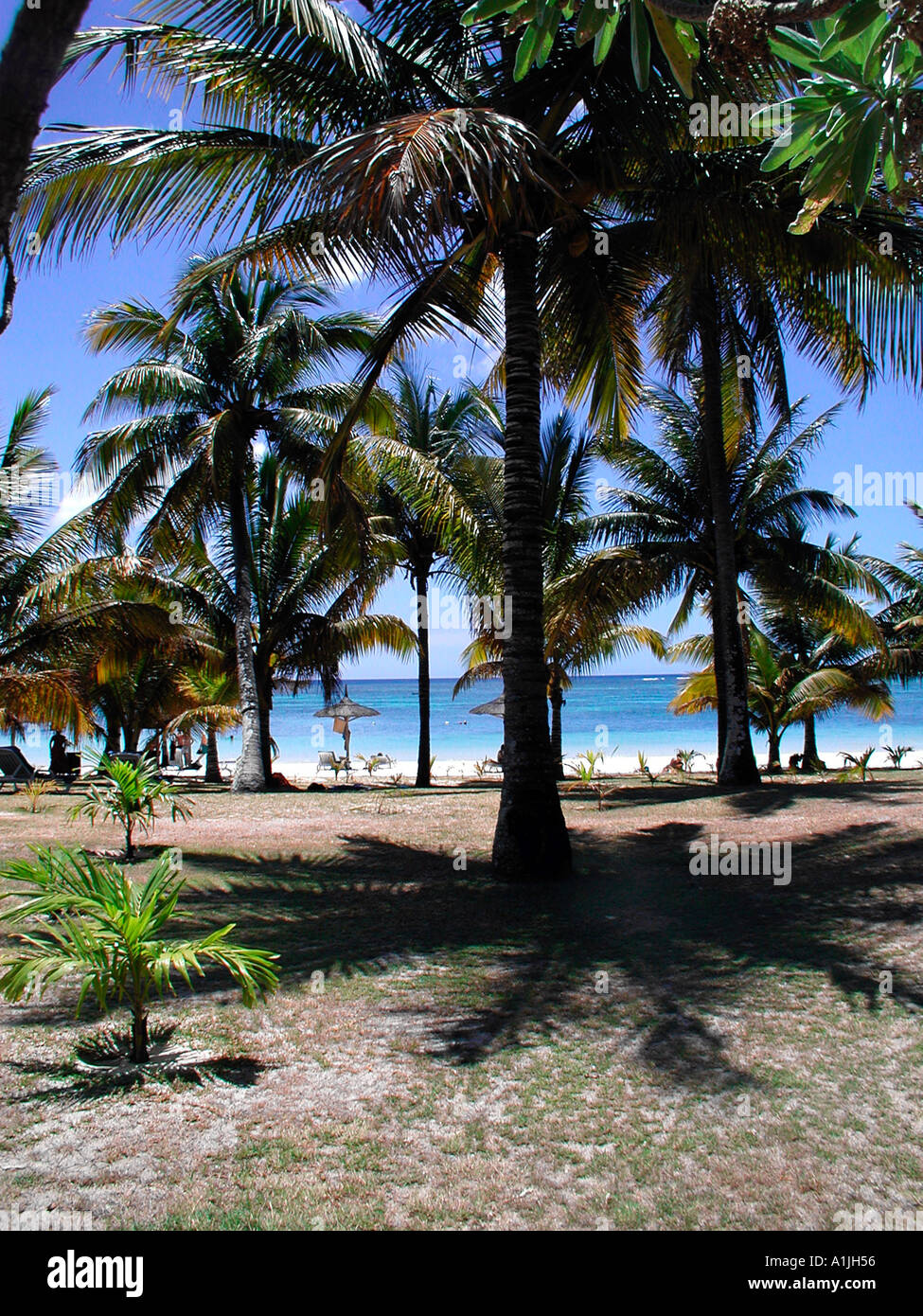 Palm trees on beach at Trou aux Biches Mauritius Stock Photo - Alamy