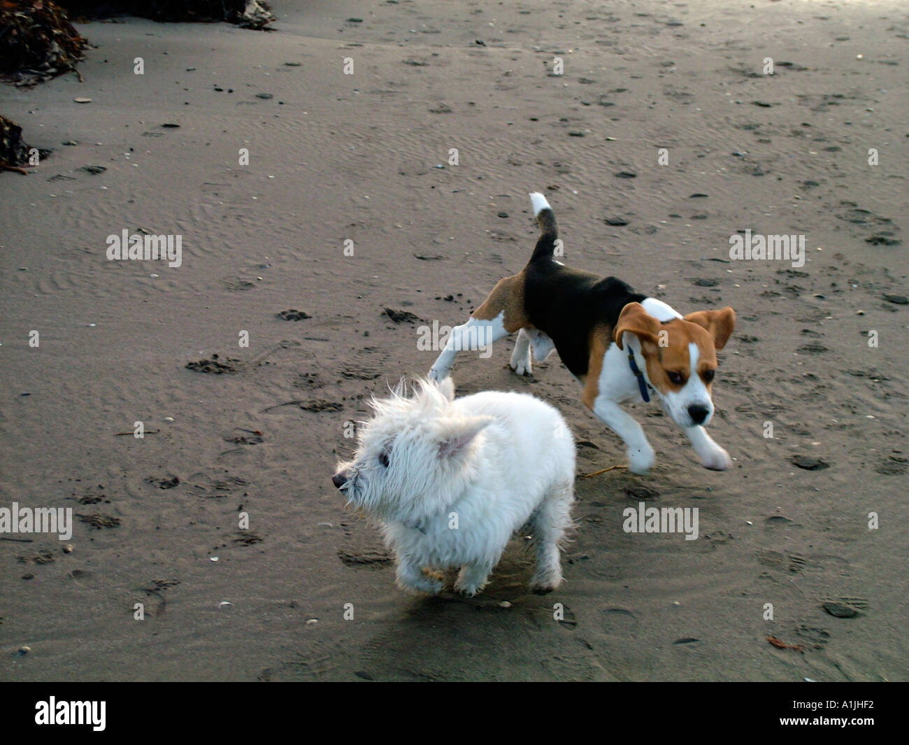 Two dogs playing on sandy beach at low tide Stock Photo - Alamy