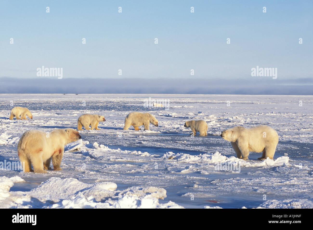polar bears Ursus maritimus on the pack ice of the frozen coastal plain ...