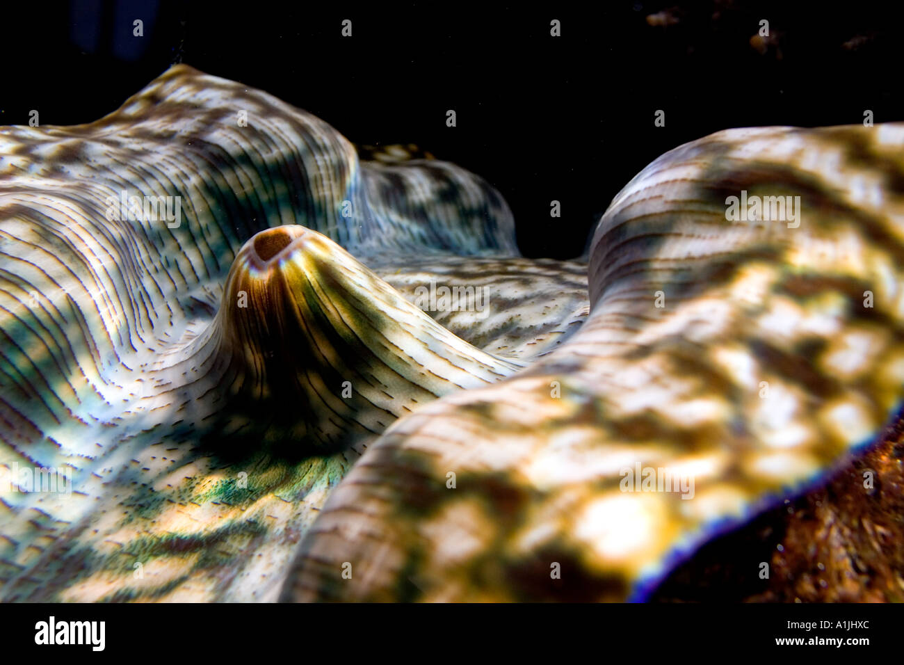 Closeup view of giant clam, Tridacna gigas Stock Photo - Alamy