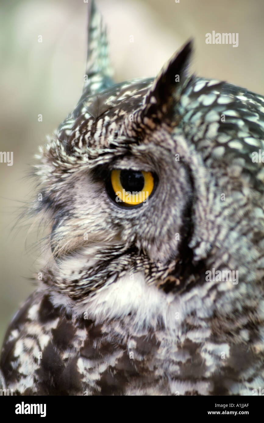 owl big eyes hawkeye bargin hunter Bird of prey good eyesight eyes like ...