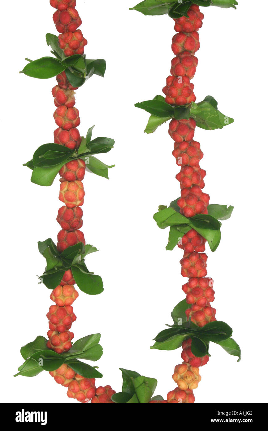 Flower and seed lei against white studio background Stock Photo - Alamy