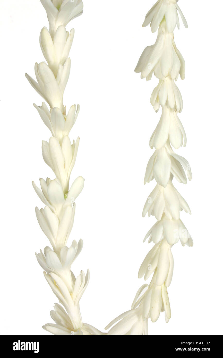 Tuberose flower lei against white studio background Stock Photo - Alamy